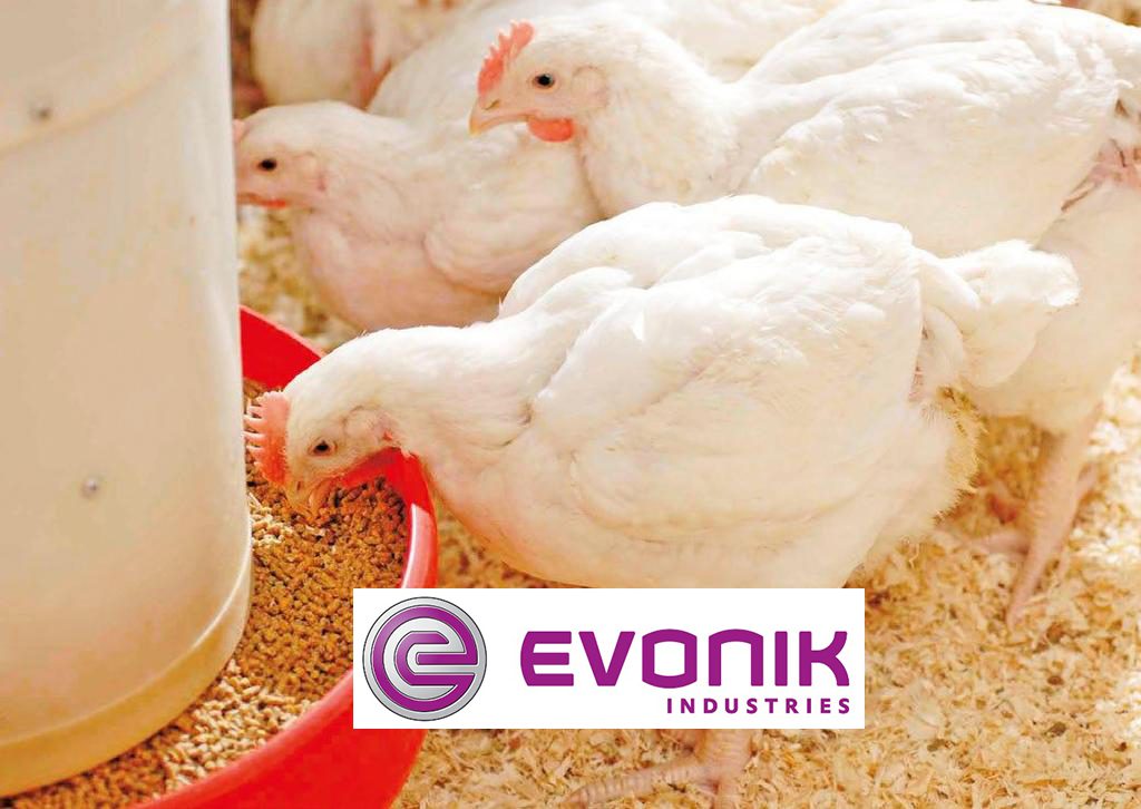 Probiótico Ecobiol com foco na saúde intestinal e bem-estar animal