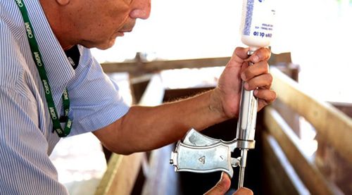 Febre Aftosa: SP como área livre da doença sem vacinação