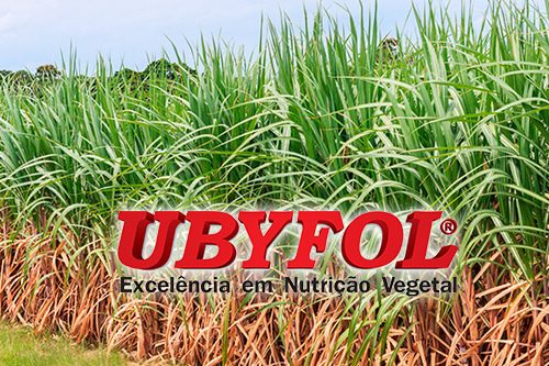 WETCIT® GOLD: Chega ao Brasil surfactante reconhecido mundialmente