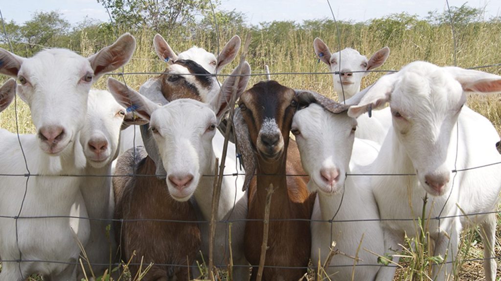 Artrite Encefalite Caprina (CAE): criadores conseguem manter produção