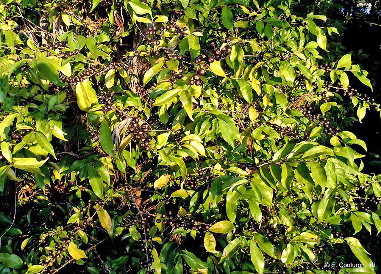 Coffea stenophylla: espécie redescoberta promete garantir o futuro do café