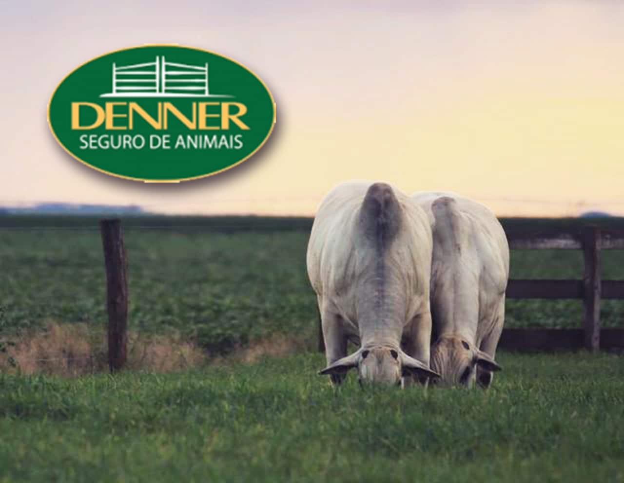 Seguro pecuário avança no Brasil, mas ainda há muito o que crescer