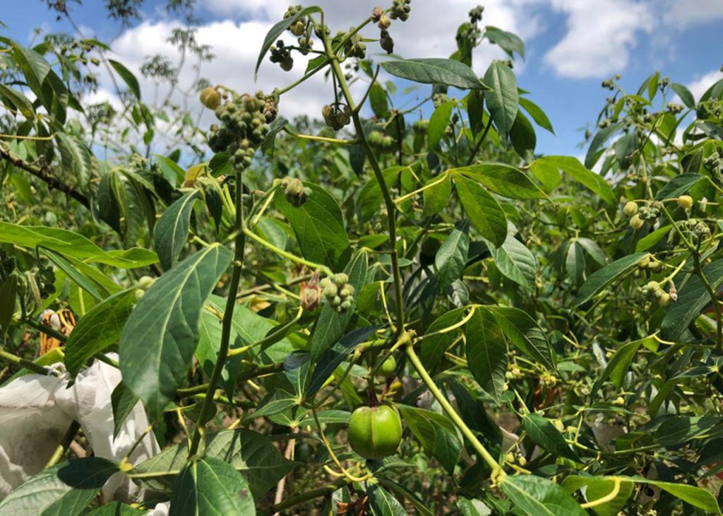Mandioca Silvestre no melhoramento genético da mandioca