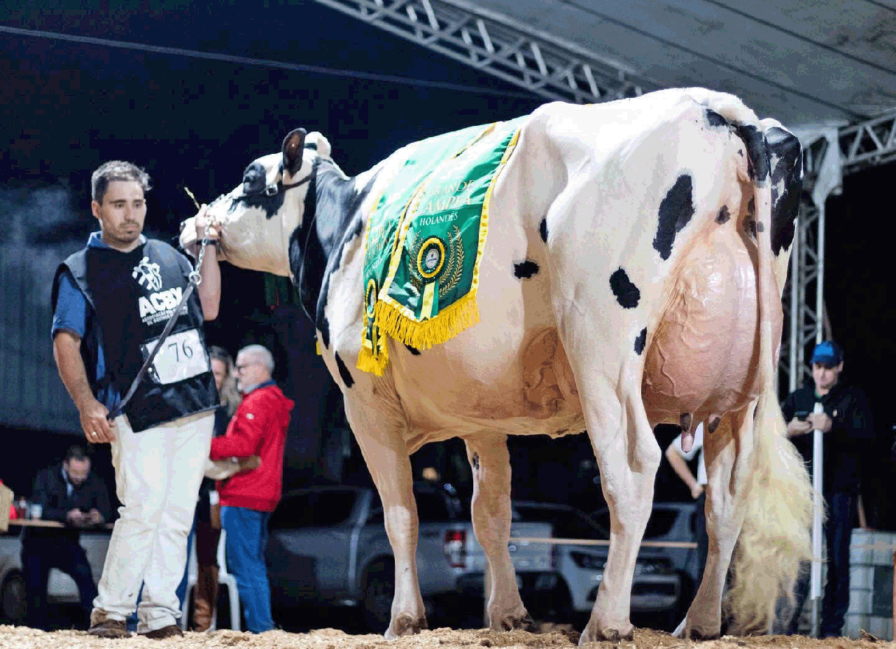 Raça Holandesa: Conheça as seis melhores vacas do Brasil